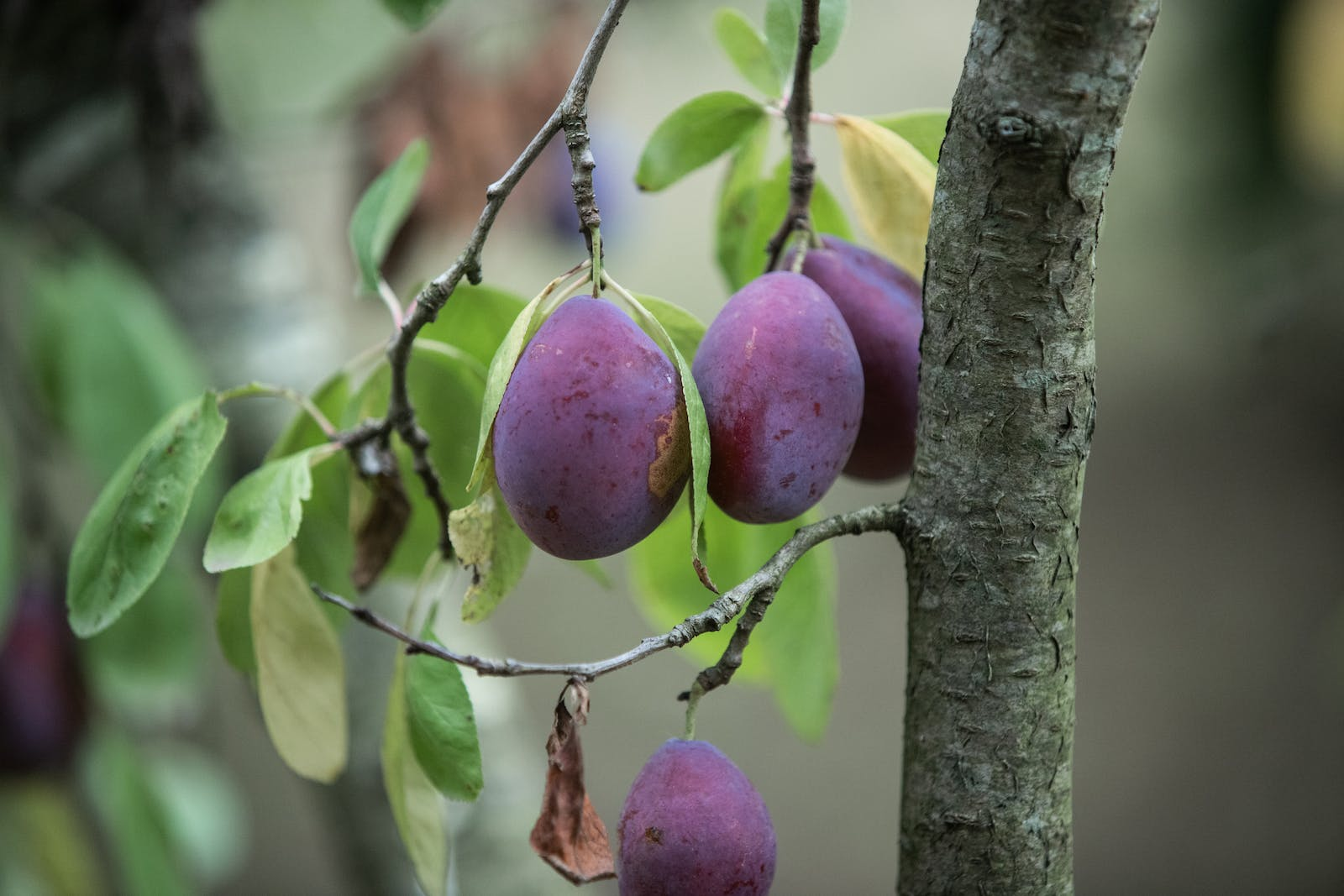 Pruning Plum Trees in the UK